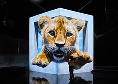 Anamorphic Media Art - Lion & Puppy